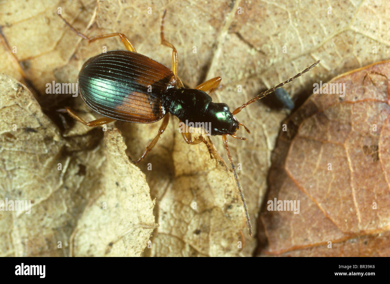 Predatory ground beetle (Anchomenus dorsalis) adult soil active ...