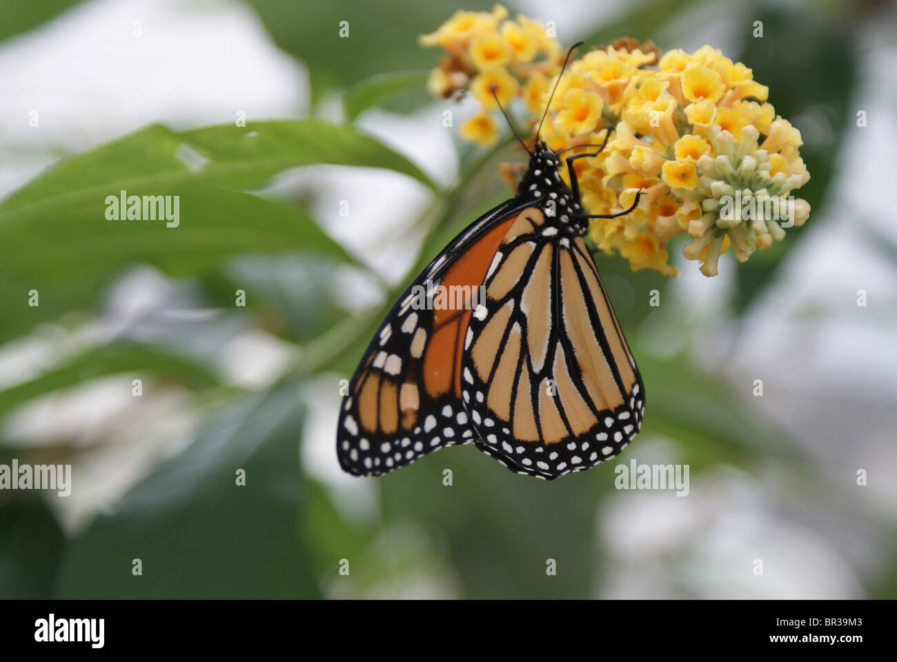Black and orange monarch butterfly hi-res stock photography and images ...