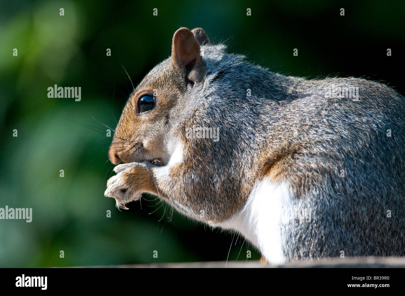 Grey squirrel attentive while nibbling nuts Stock Photo - Alamy