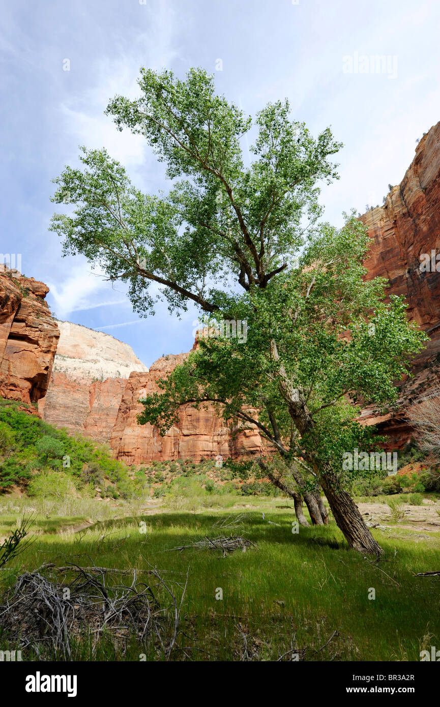 Zion weeping rock formation hi-res stock photography and images - Alamy