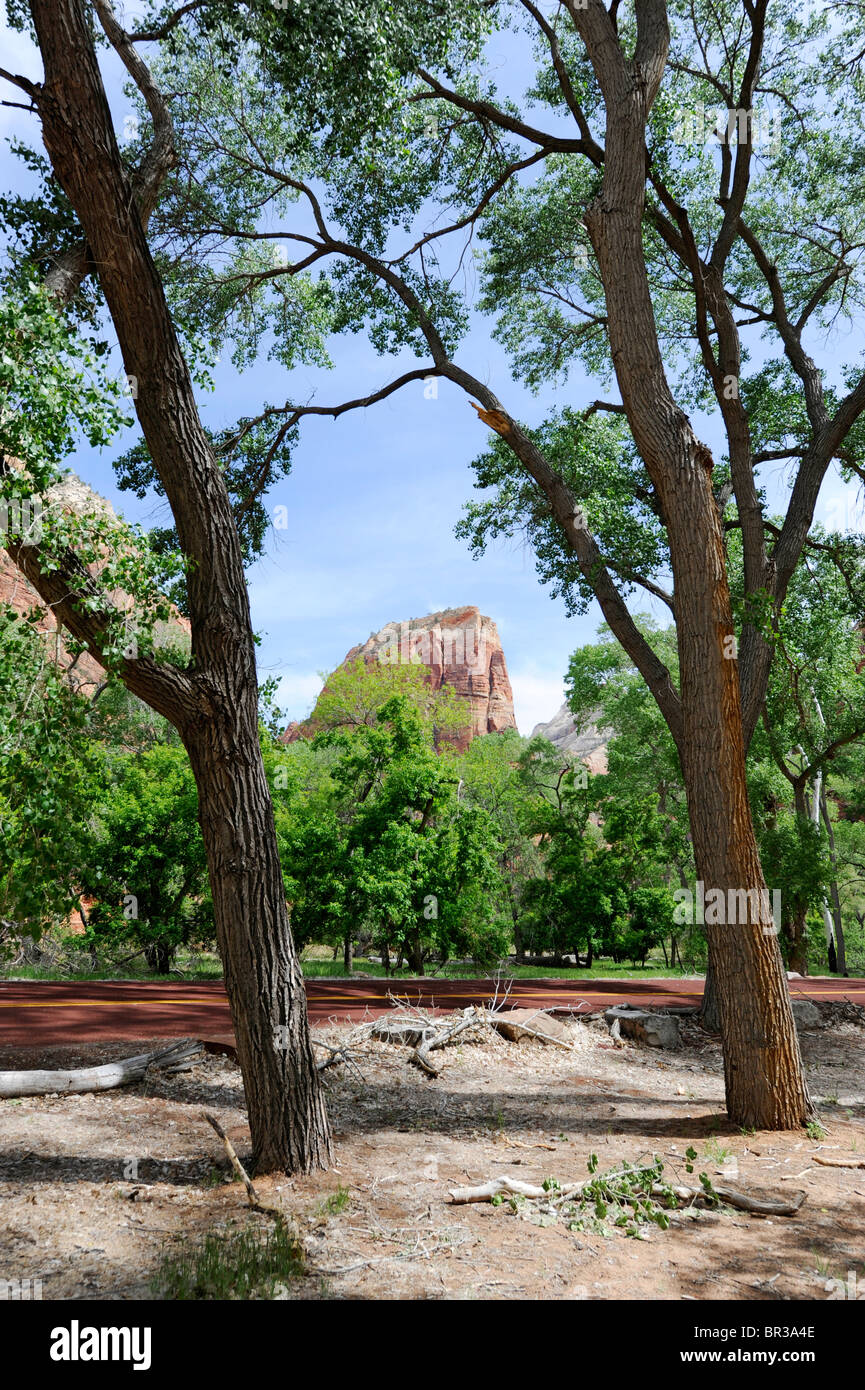 The Grotto Area Mount Zion National Park Utah Stock Photo - Alamy