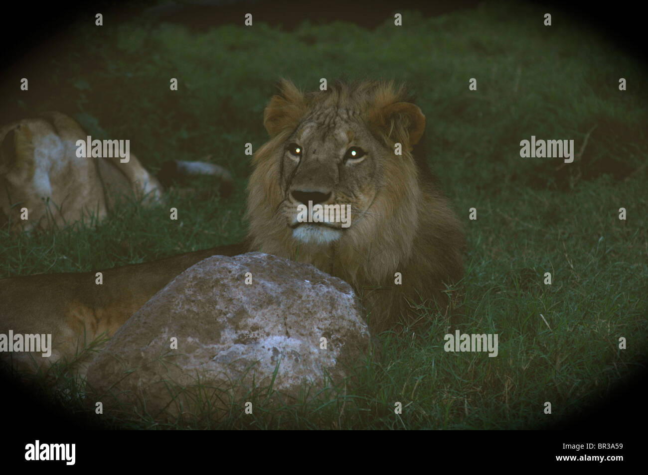 Lion at night hi-res stock photography and images - Alamy