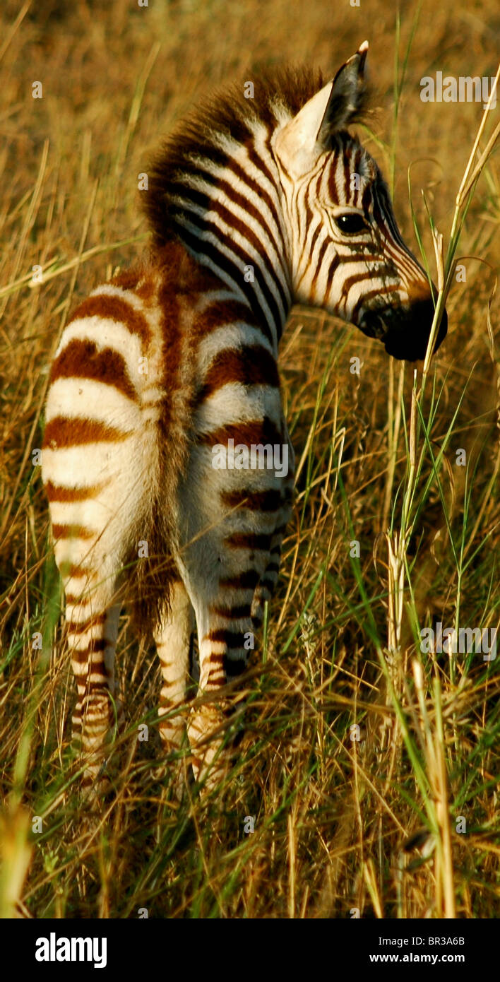 Baby zebra in profile on Kenya's Masai Mara nature reserve Stock Photo ...