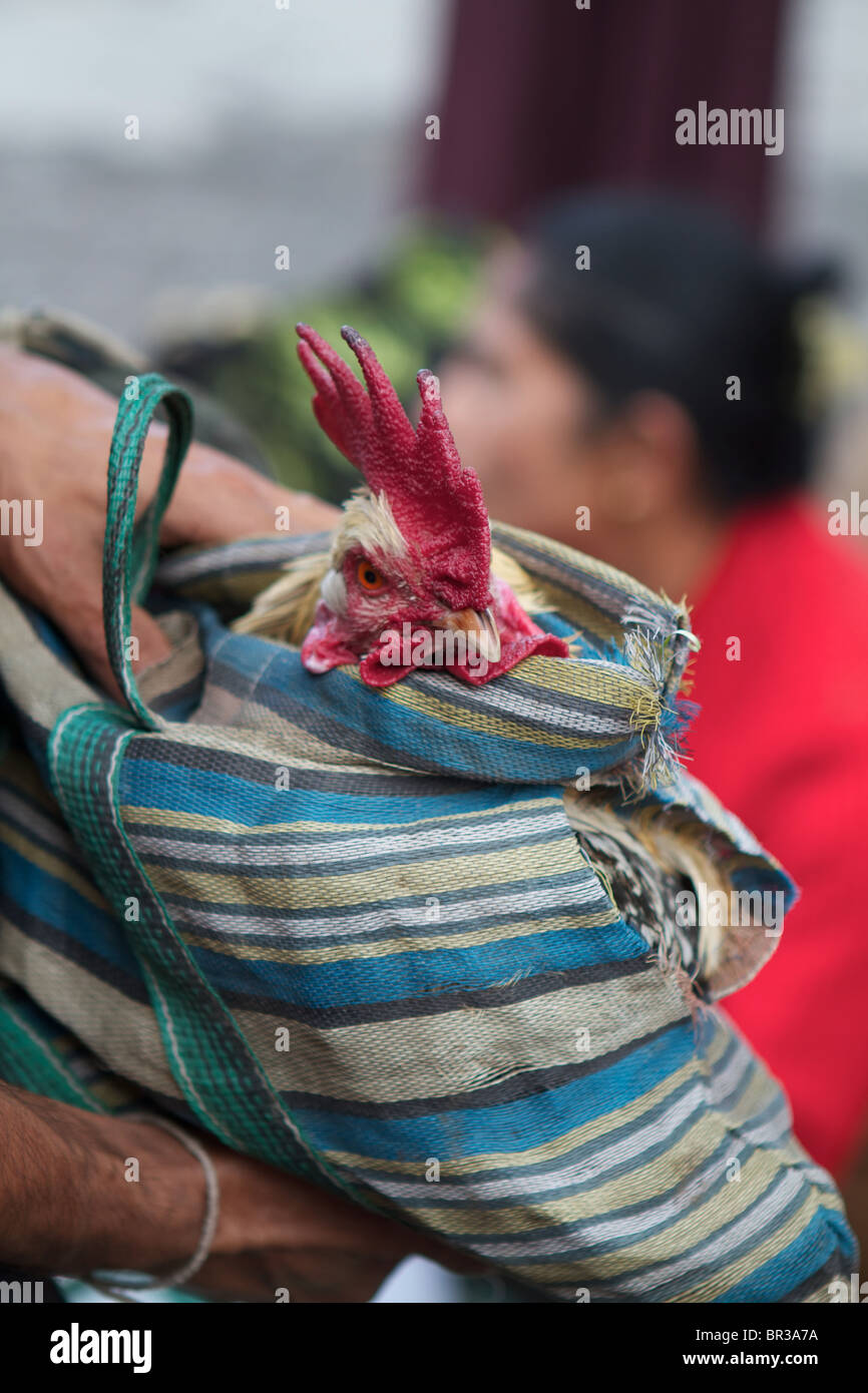 Chicken india alive hi-res stock photography and images - Alamy