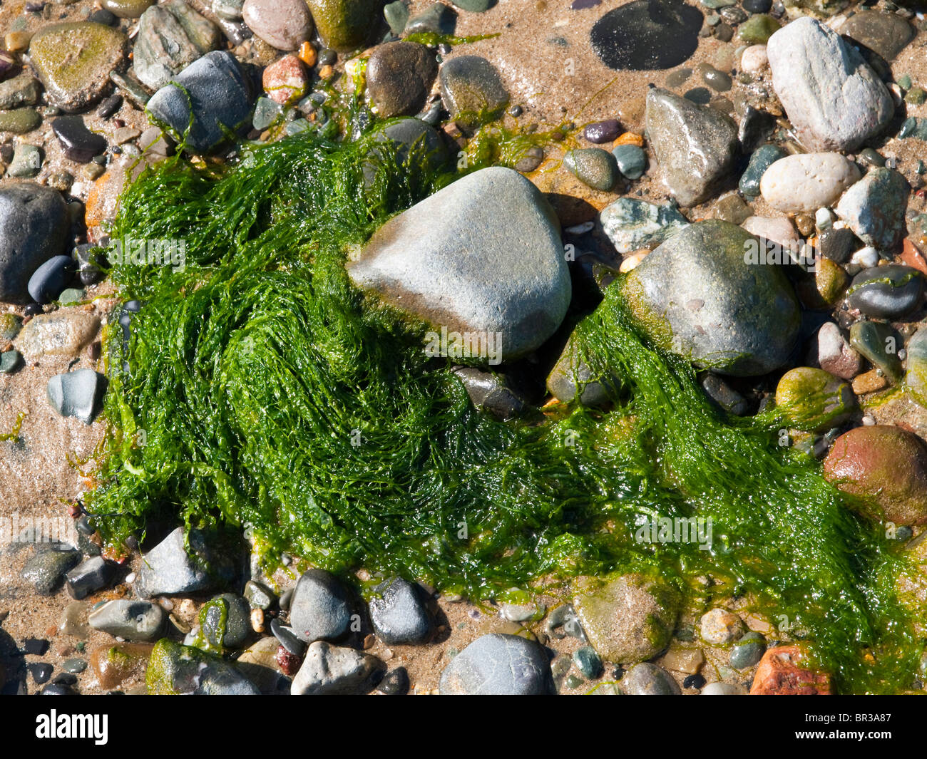 Morfa Nefyn Beach, Llyn Peninsula North Wales UK Stock Photo - Alamy