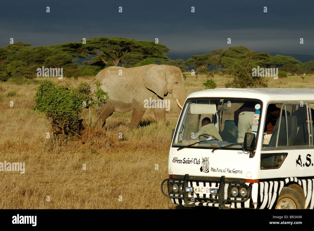 A bull elephant in East Africa viewed by a safari tour bus Stock Photo ...