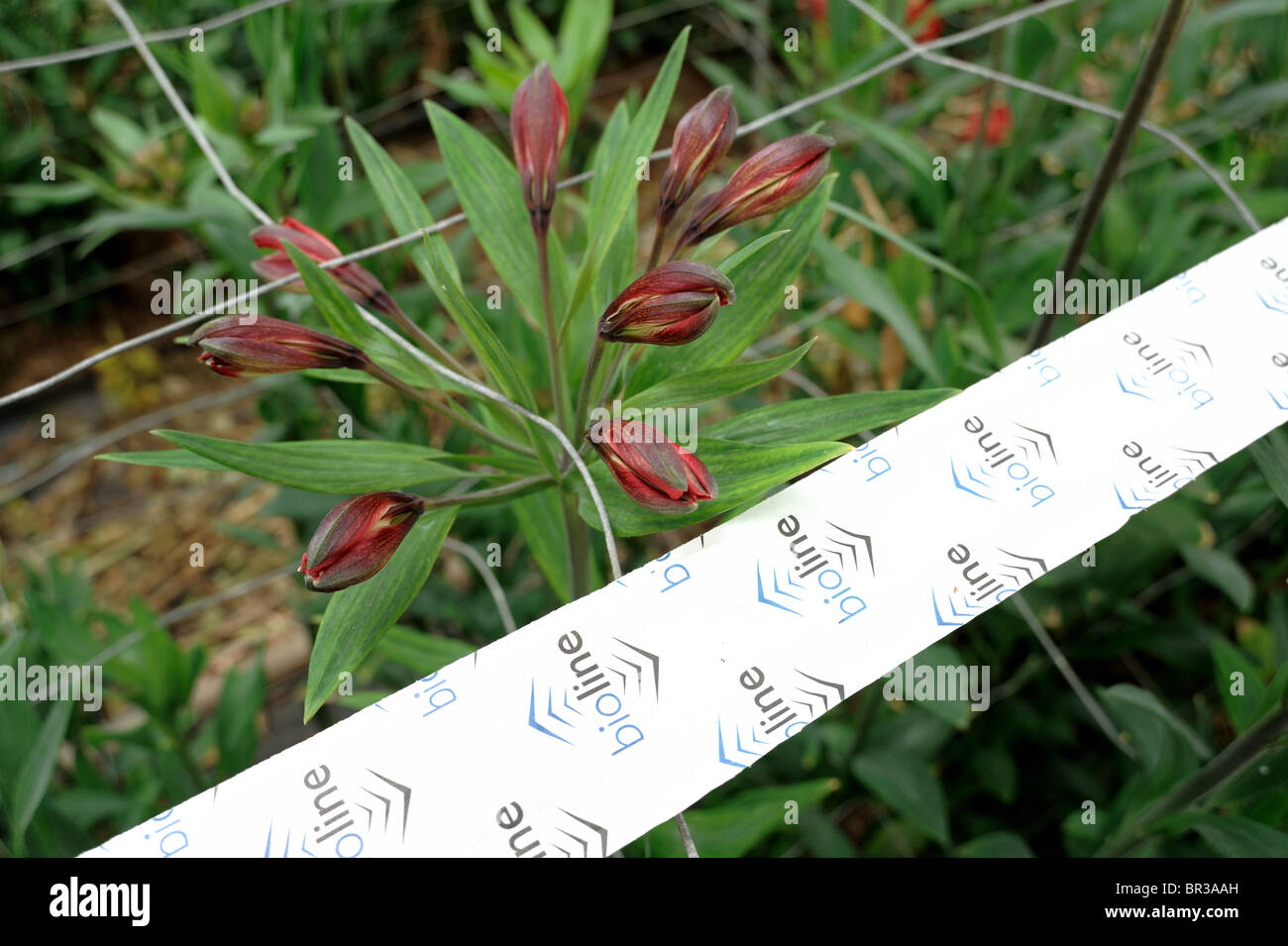 Continuous paper strips of Amblyseius spp predatory mites in commercial ...
