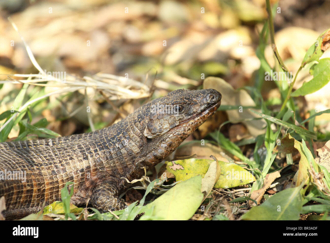 Giant plated hi-res stock photography and images - Alamy
