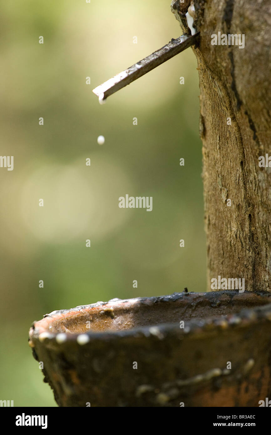 Rubber Production: Tapping rubber trees, latex collection and ...