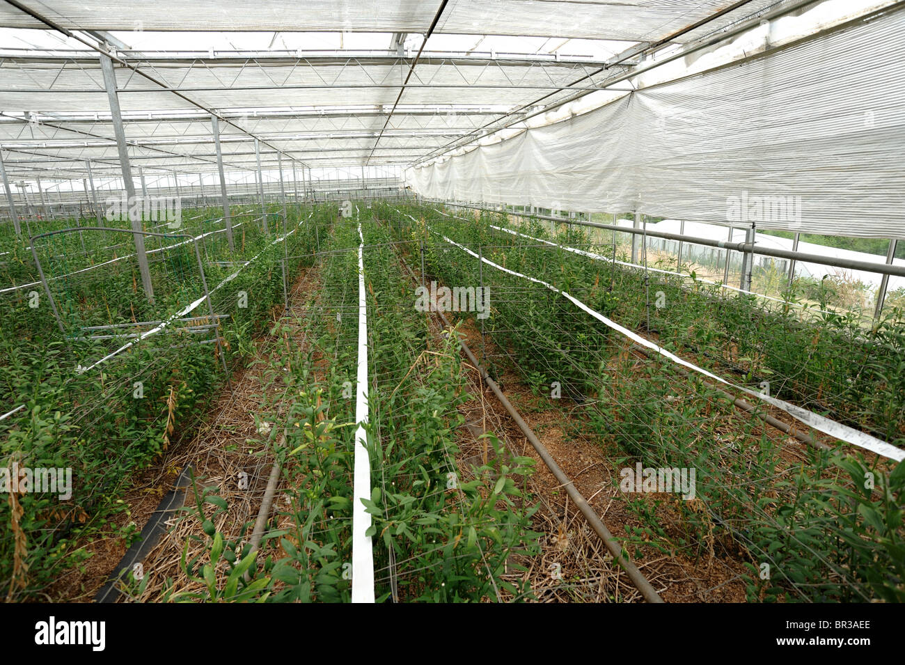 Continuous paper strips of Amblyseius spp predatory mites in commercial ...