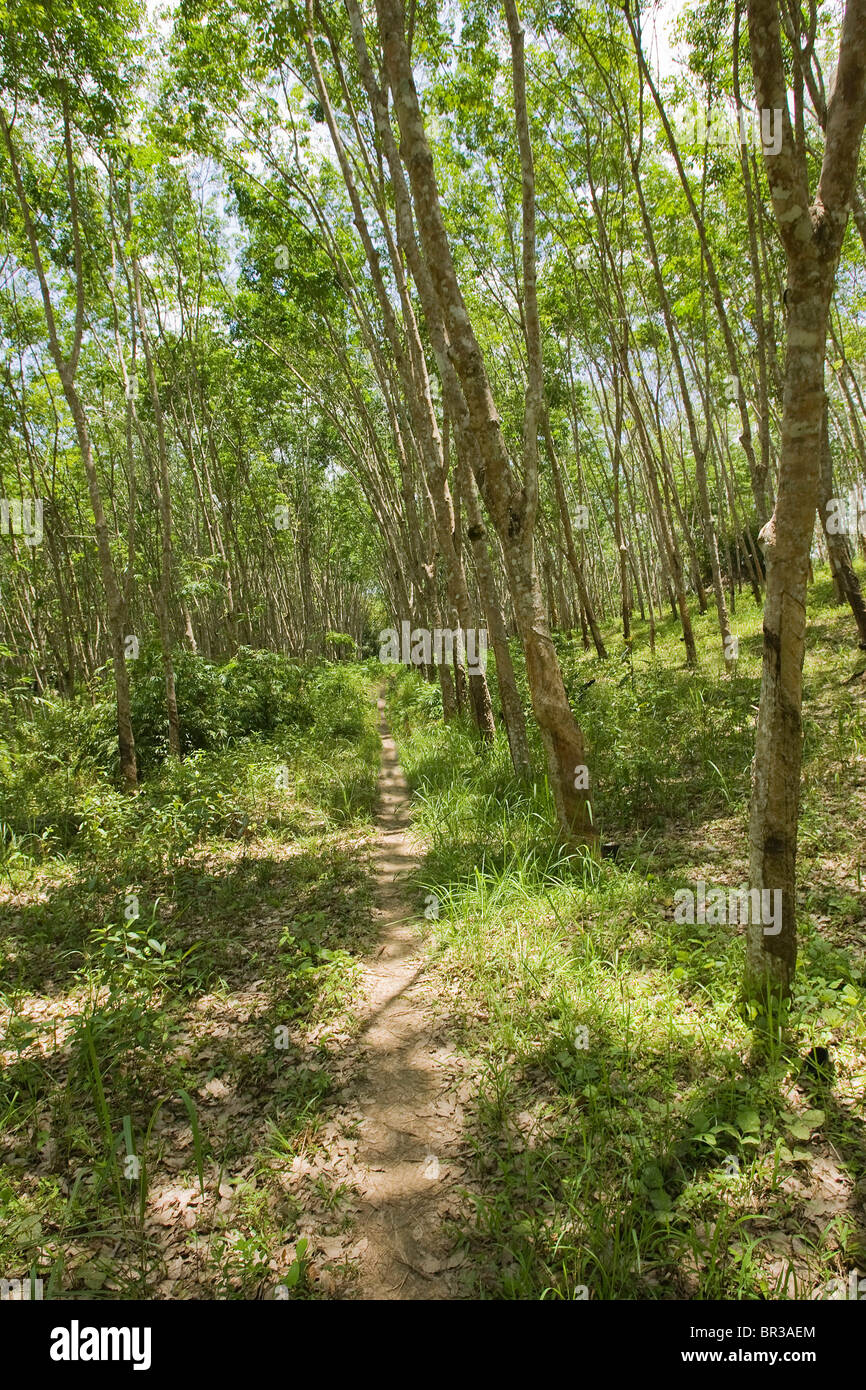 Rubber Production: Tapping rubber trees, latex collection and ...