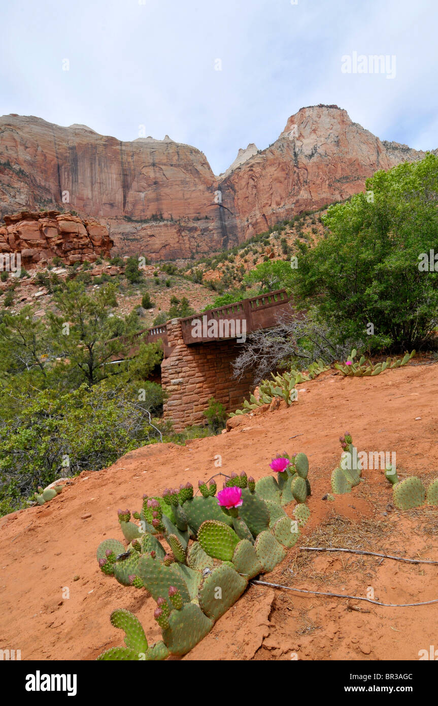 Cactus in bloom Canyon Junction Area Mount Zion National Park Utah ...