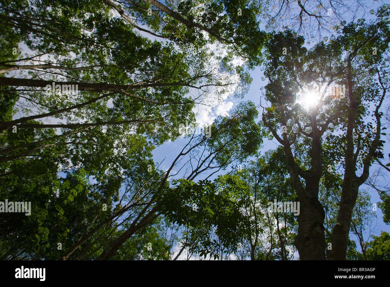 Rubber Production: Tapping rubber trees, latex collection and ...