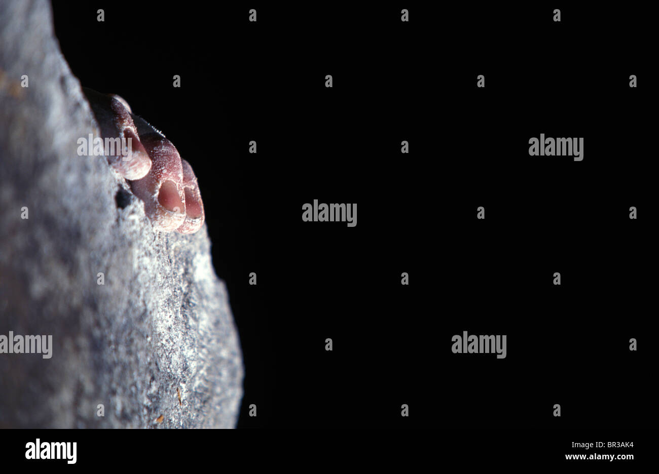 Climber's chalky hand on rock while bouldering Stock Photo - Alamy