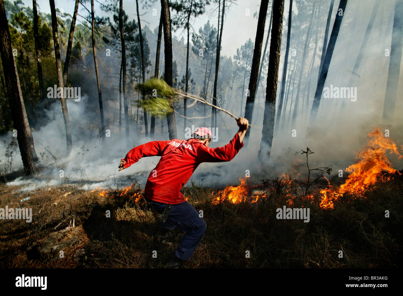A sole fireman tries using a tree branch to put out a wildfire in a ...