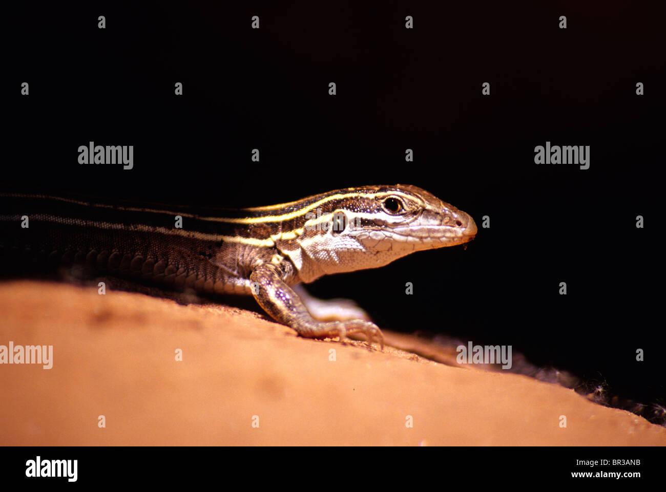 A plateau striped whiptail lizard, Aspidoscelis velox, in Sedona ...
