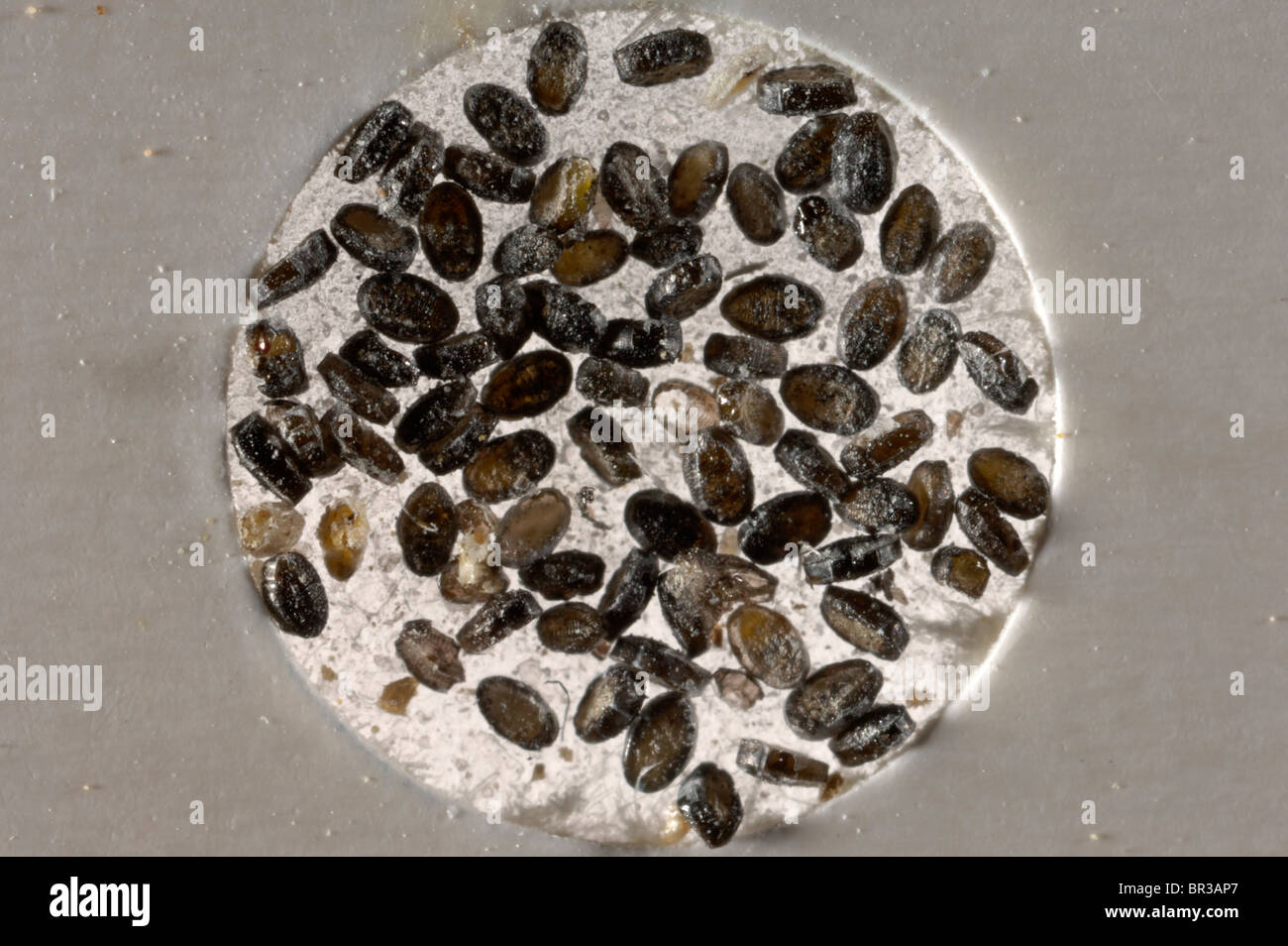 Wasp pupae hi-res stock photography and images - Alamy