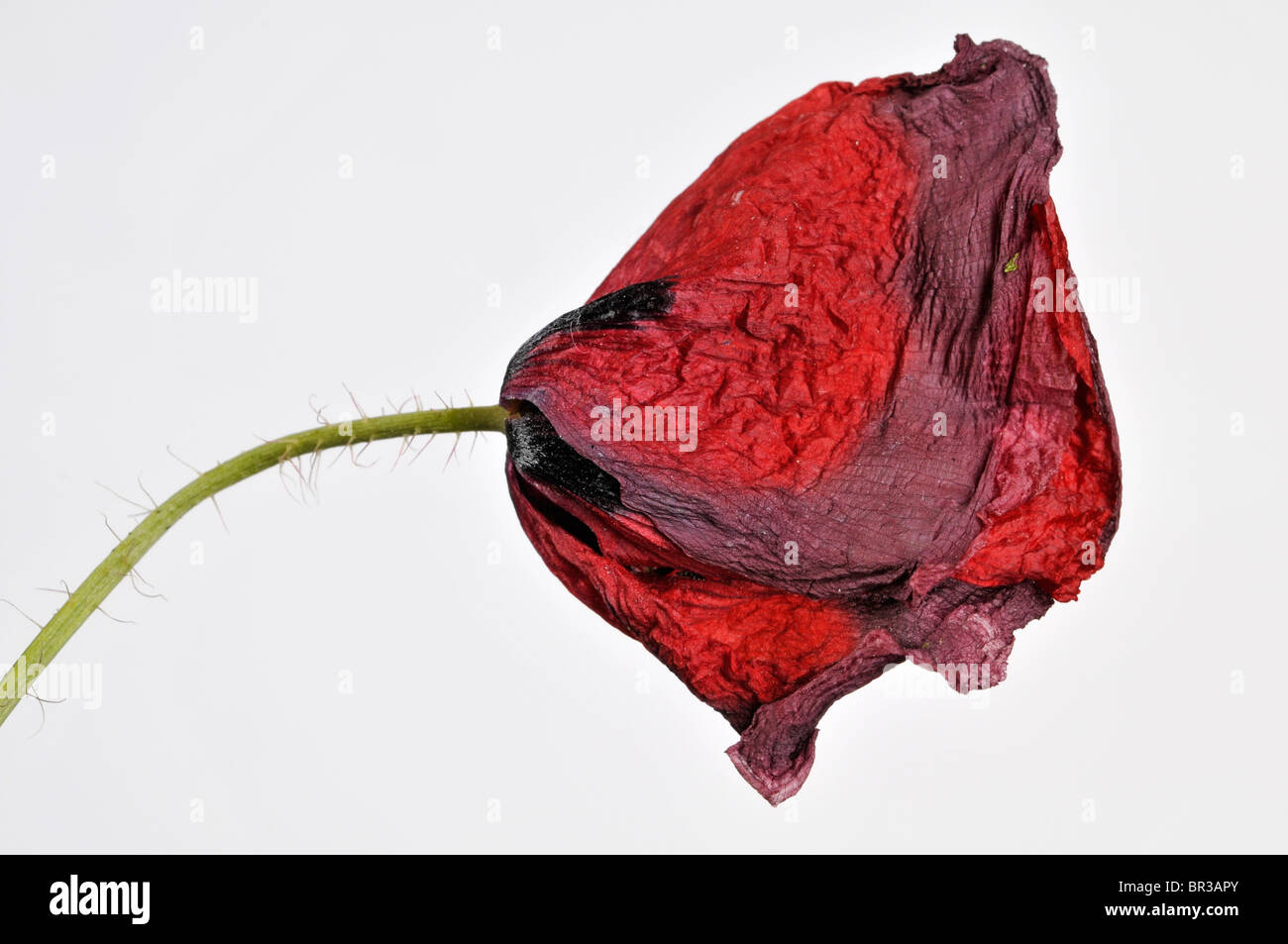 Dried poppy flower on a light background Stock Photo - Alamy