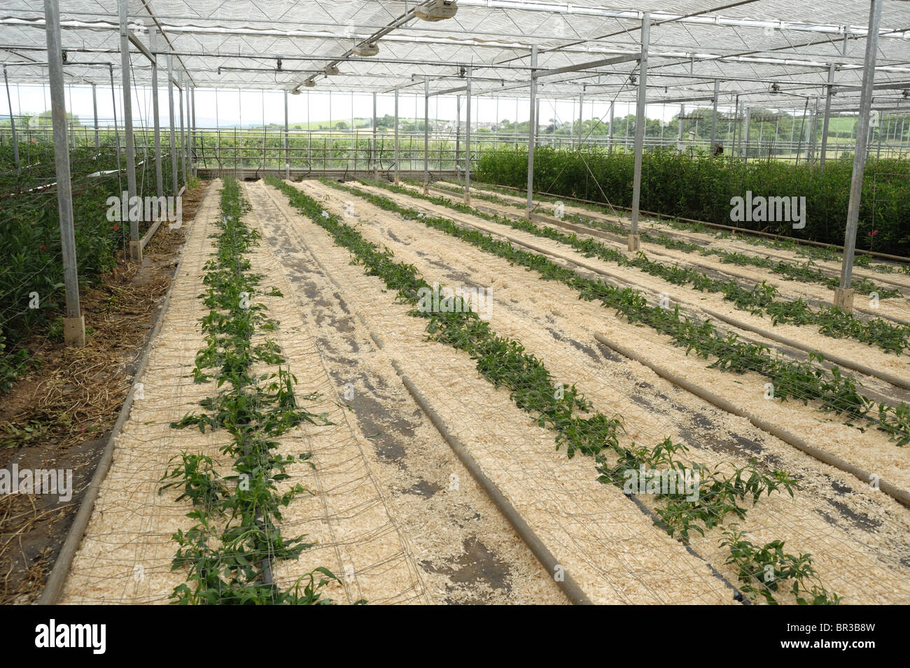 Young alstroemeria plants newly plant in a commercial cut flower ...
