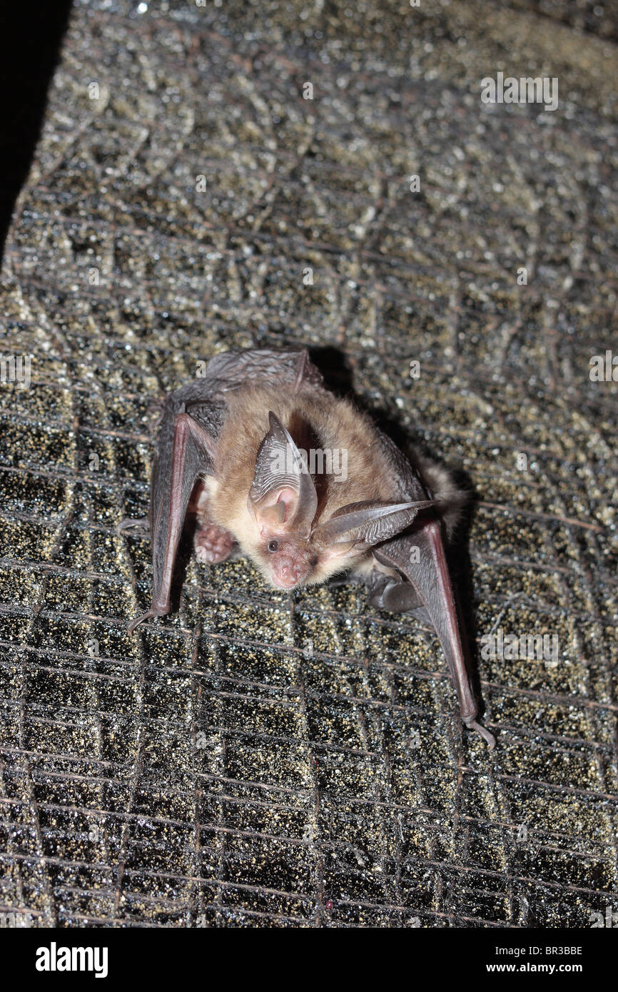 Brown bat flying hi-res stock photography and images - Alamy