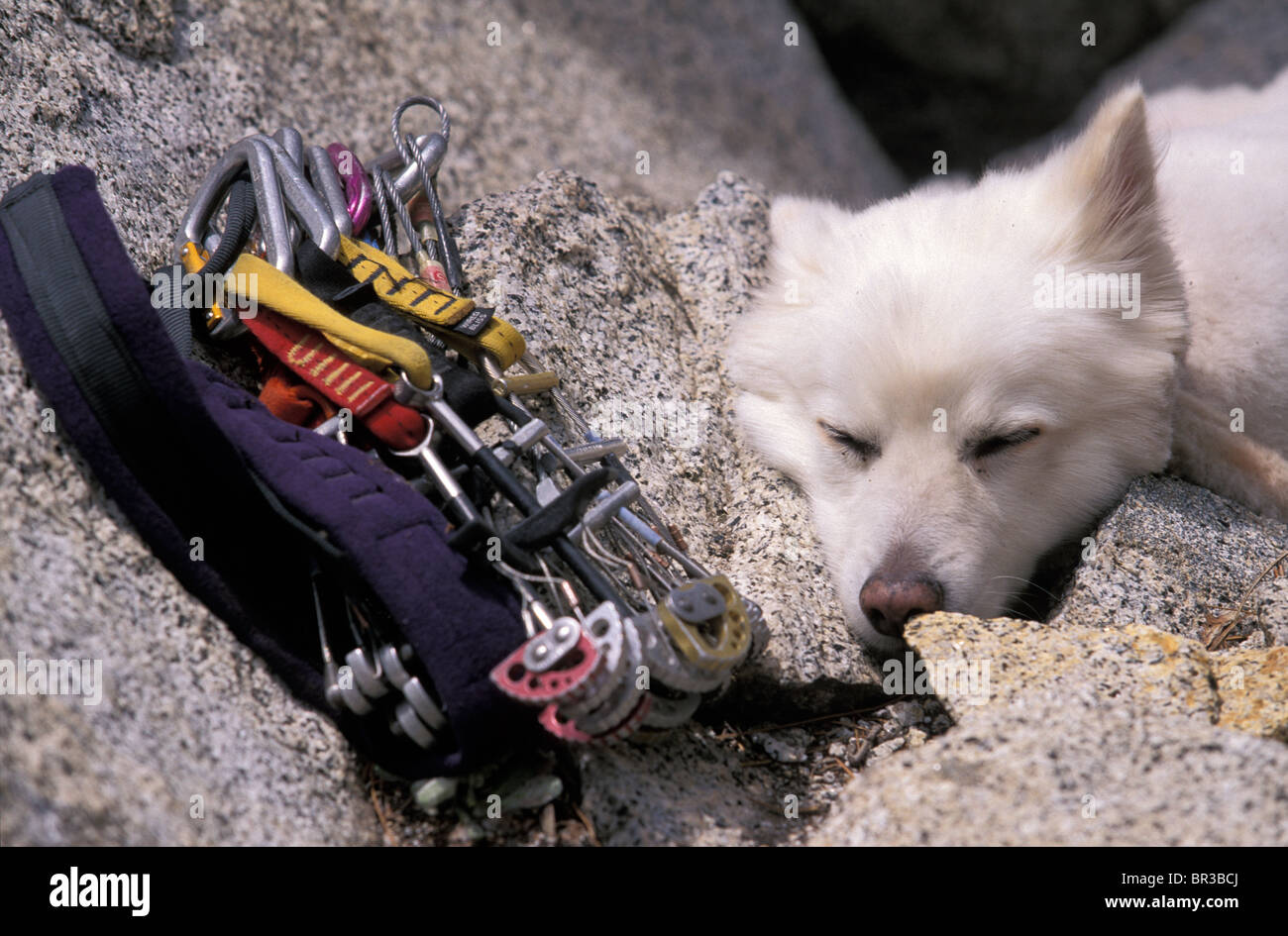 Dog sleeping next to climbing equipment on rocks Stock Photo - Alamy
