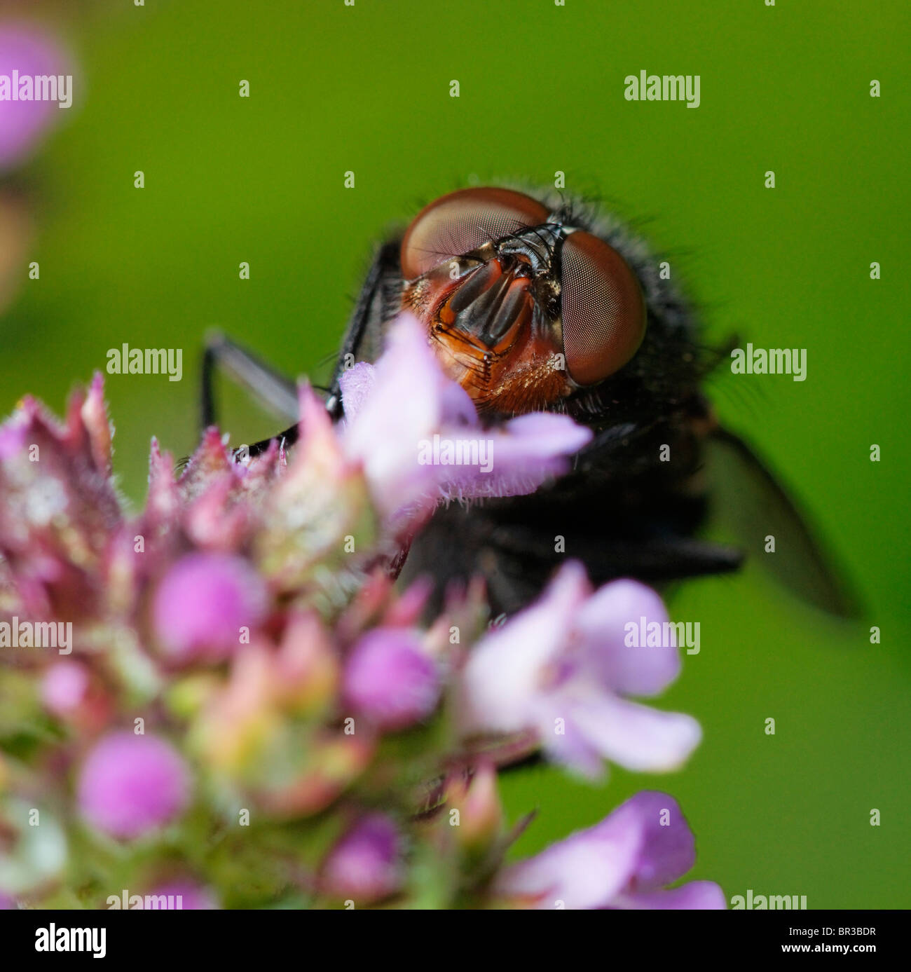 Diptera feeding hi-res stock photography and images - Alamy