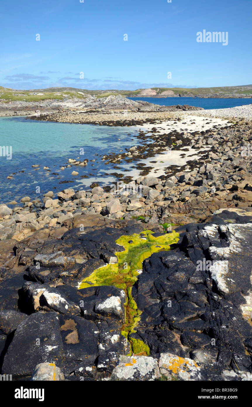 Carnais hi-res stock photography and images - Alamy