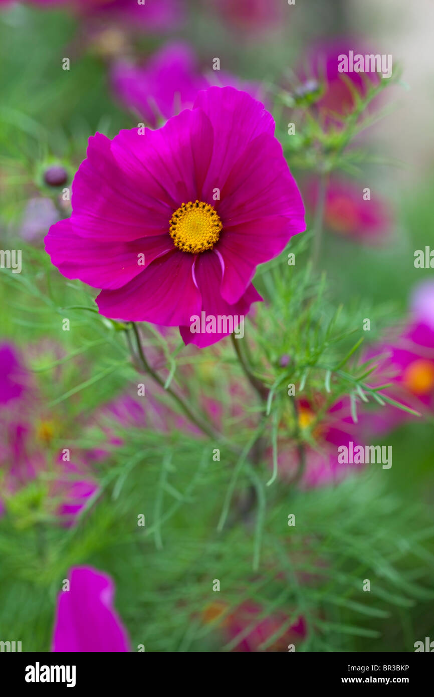 Vibrant pink Cosmos Stock Photo - Alamy