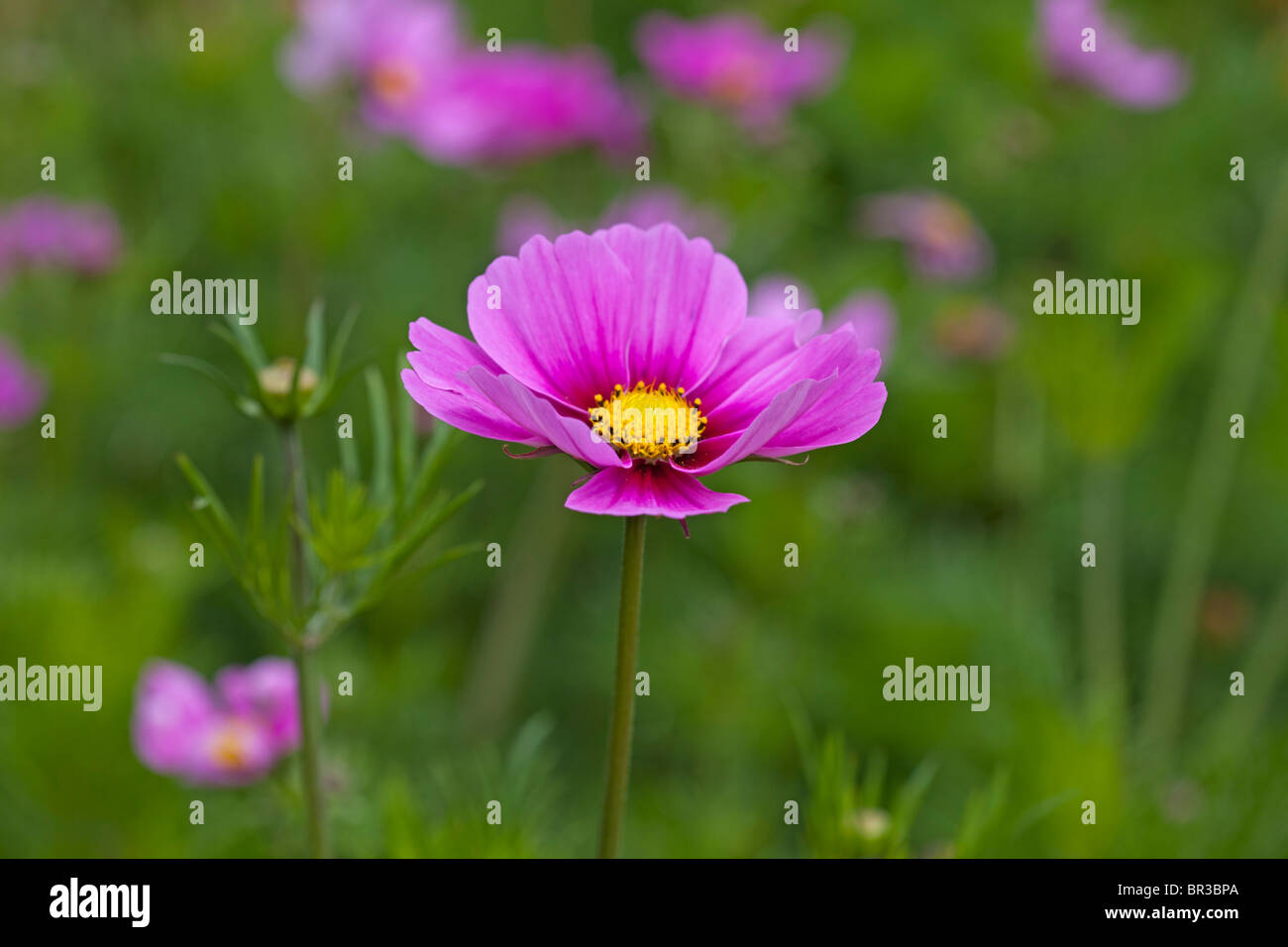 Cosmos pink flowers border hi-res stock photography and images - Alamy