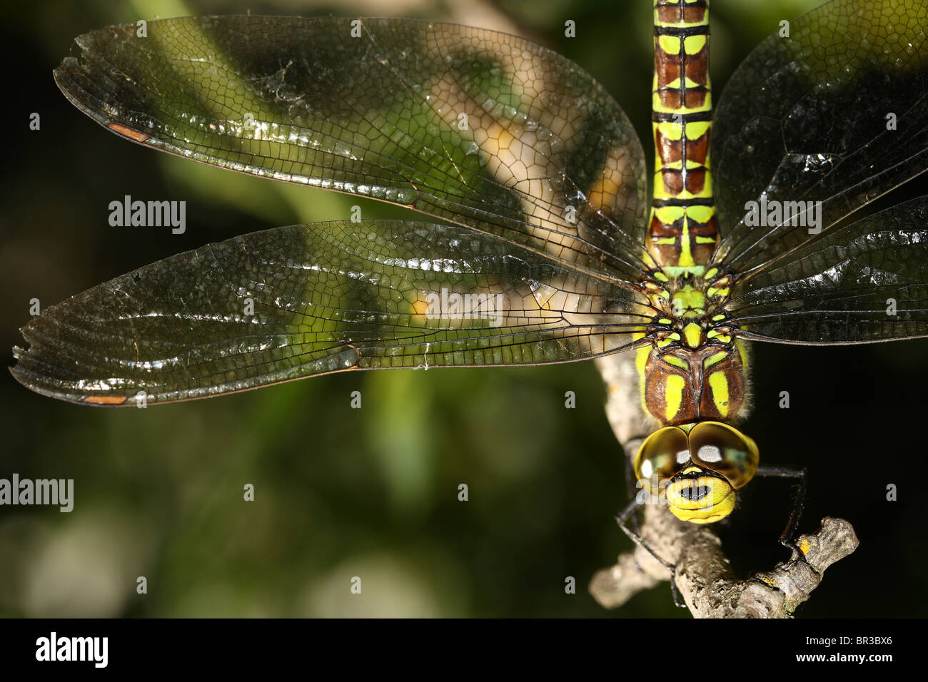 Female Common Hawker Dragonfly Stock Photo - Alamy