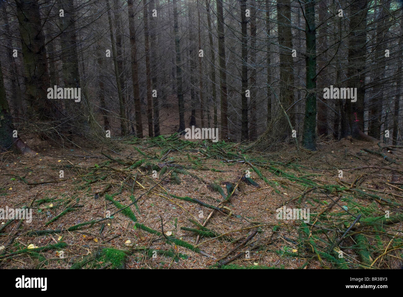 Dodd wood cumbria hi-res stock photography and images - Alamy