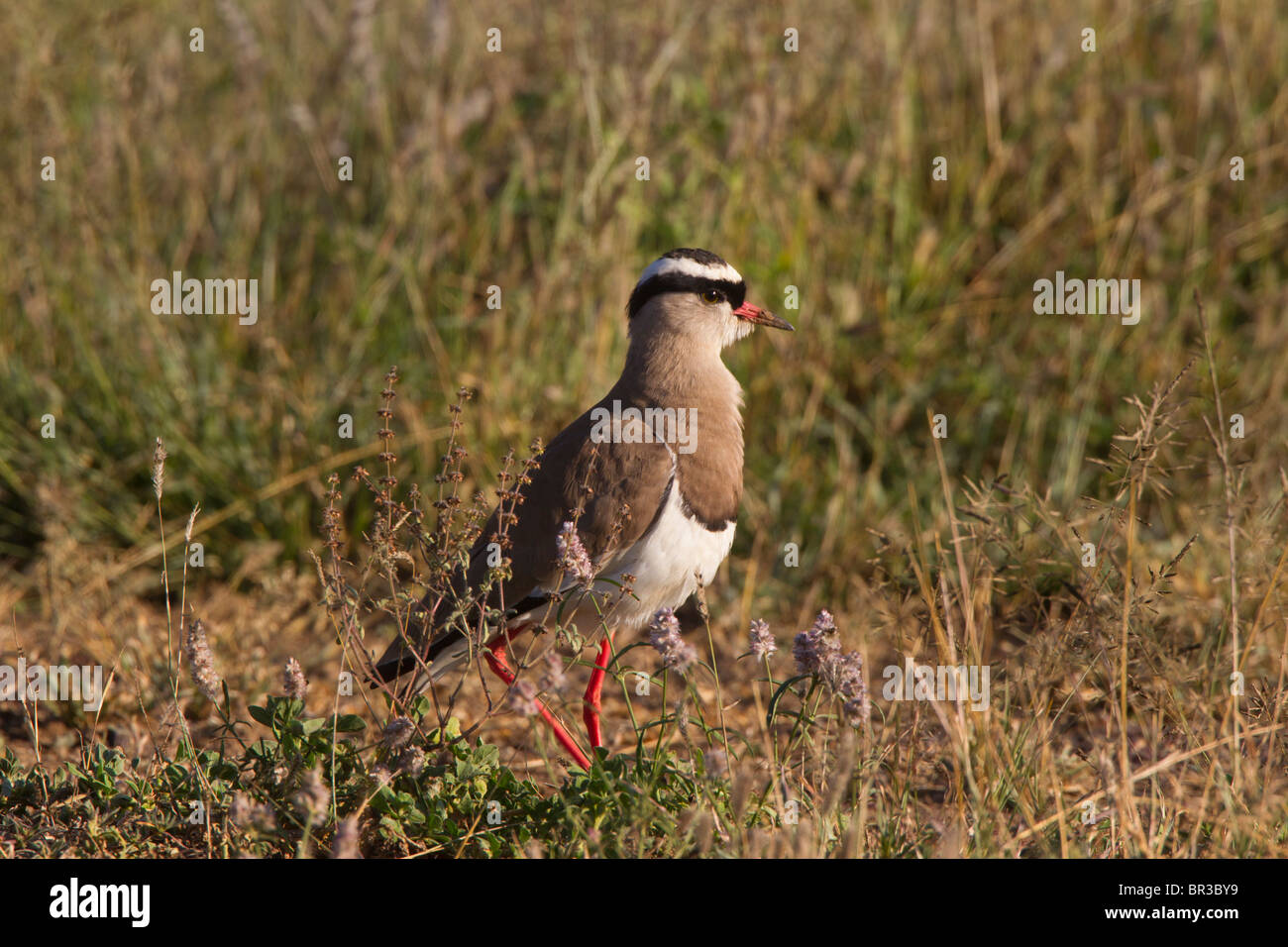 Crowned Plover or Lapwing Stock Photo - Alamy