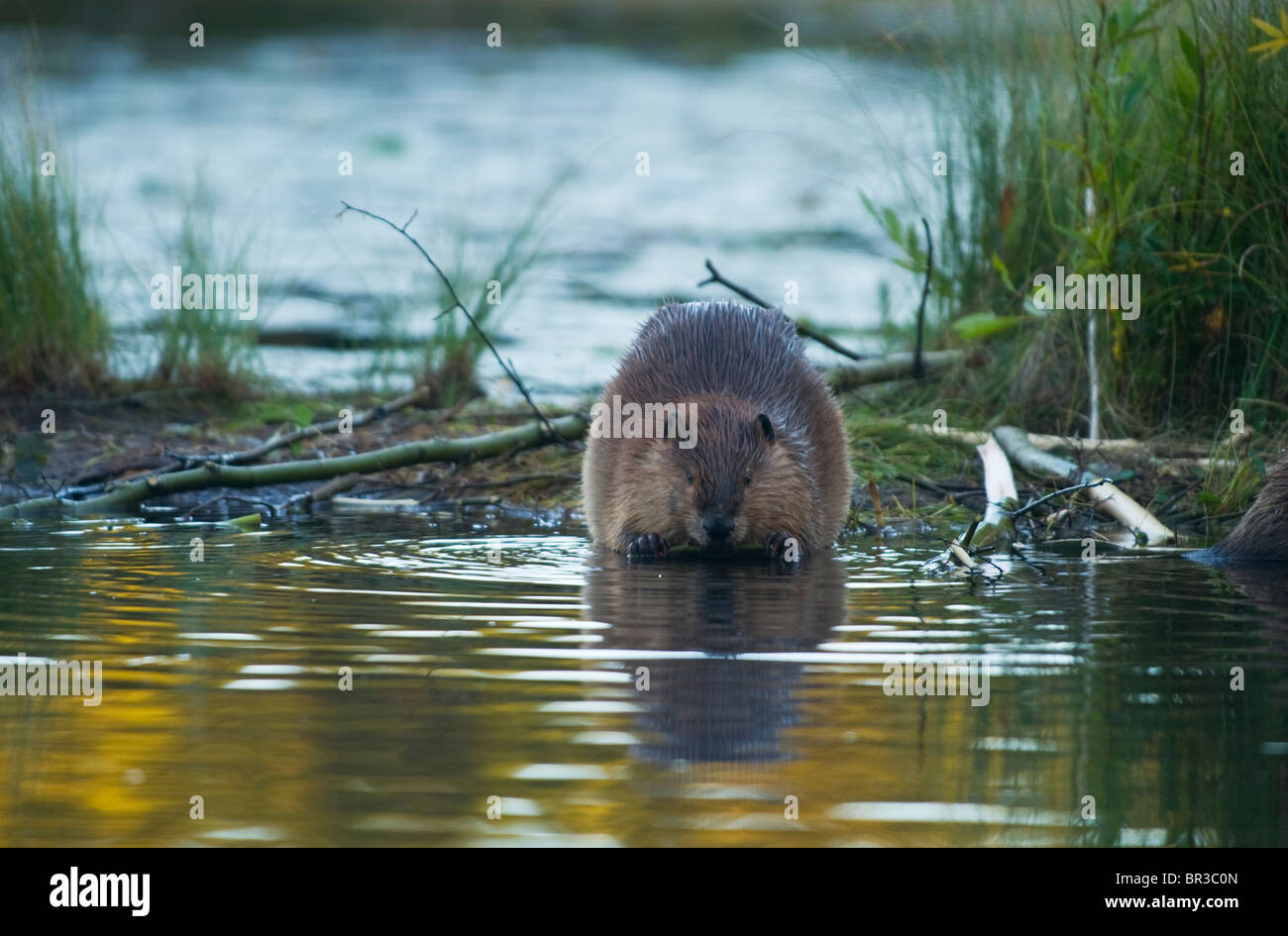 A horizontal front view of a wild Canadian beaver Stock Photo - Alamy