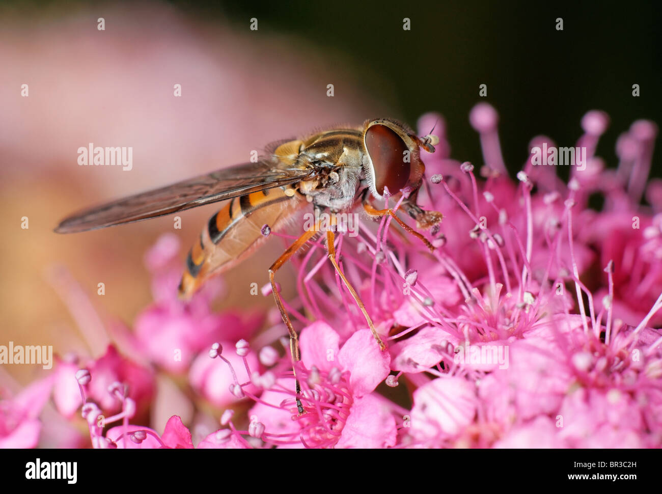 Female hoverfly hi-res stock photography and images - Alamy
