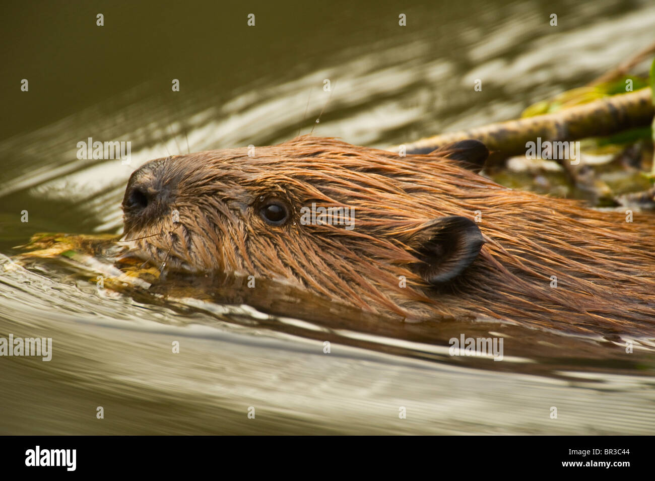 Animal face close up hi-res stock photography and images - Alamy