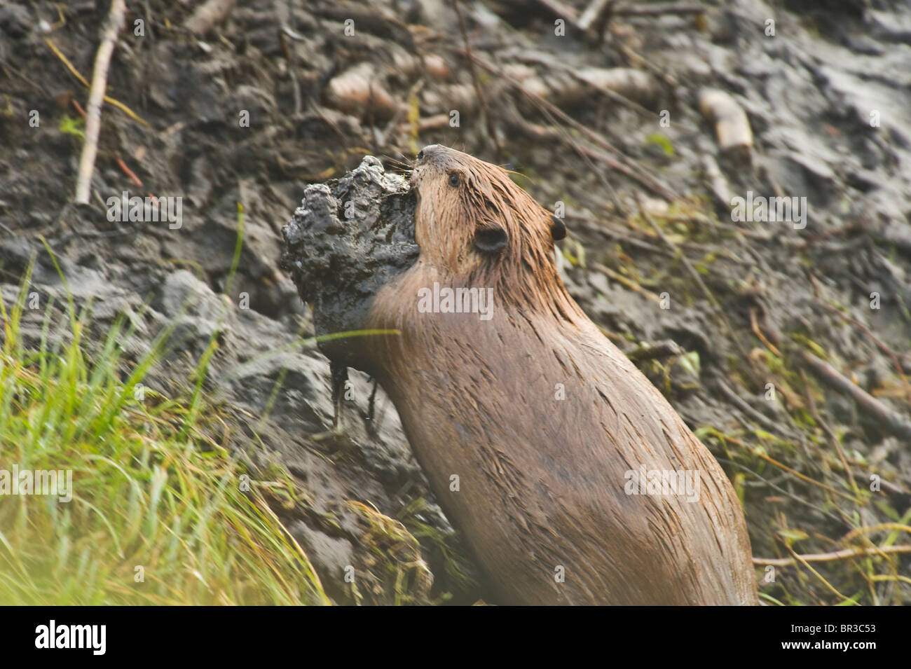 A wild beaver caring a pile of mud Stock Photo - Alamy