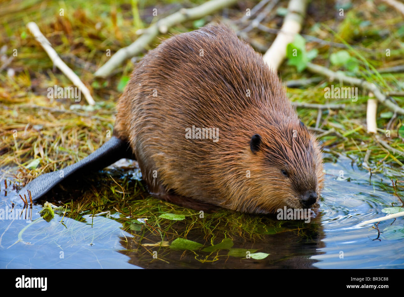 A wild Canadian beaver Stock Photo - Alamy