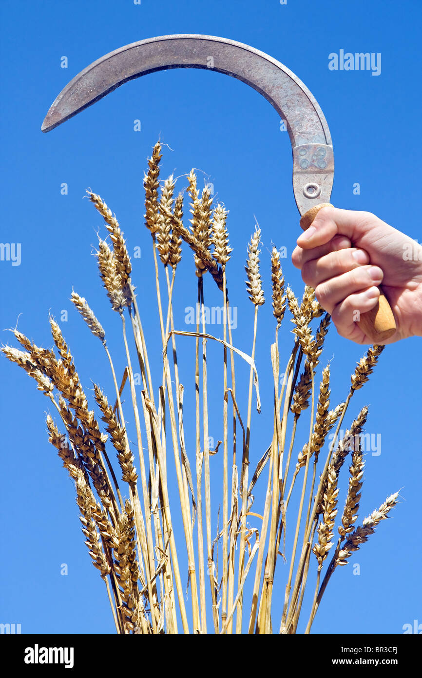 Grain sickle hi-res stock photography and images - Alamy