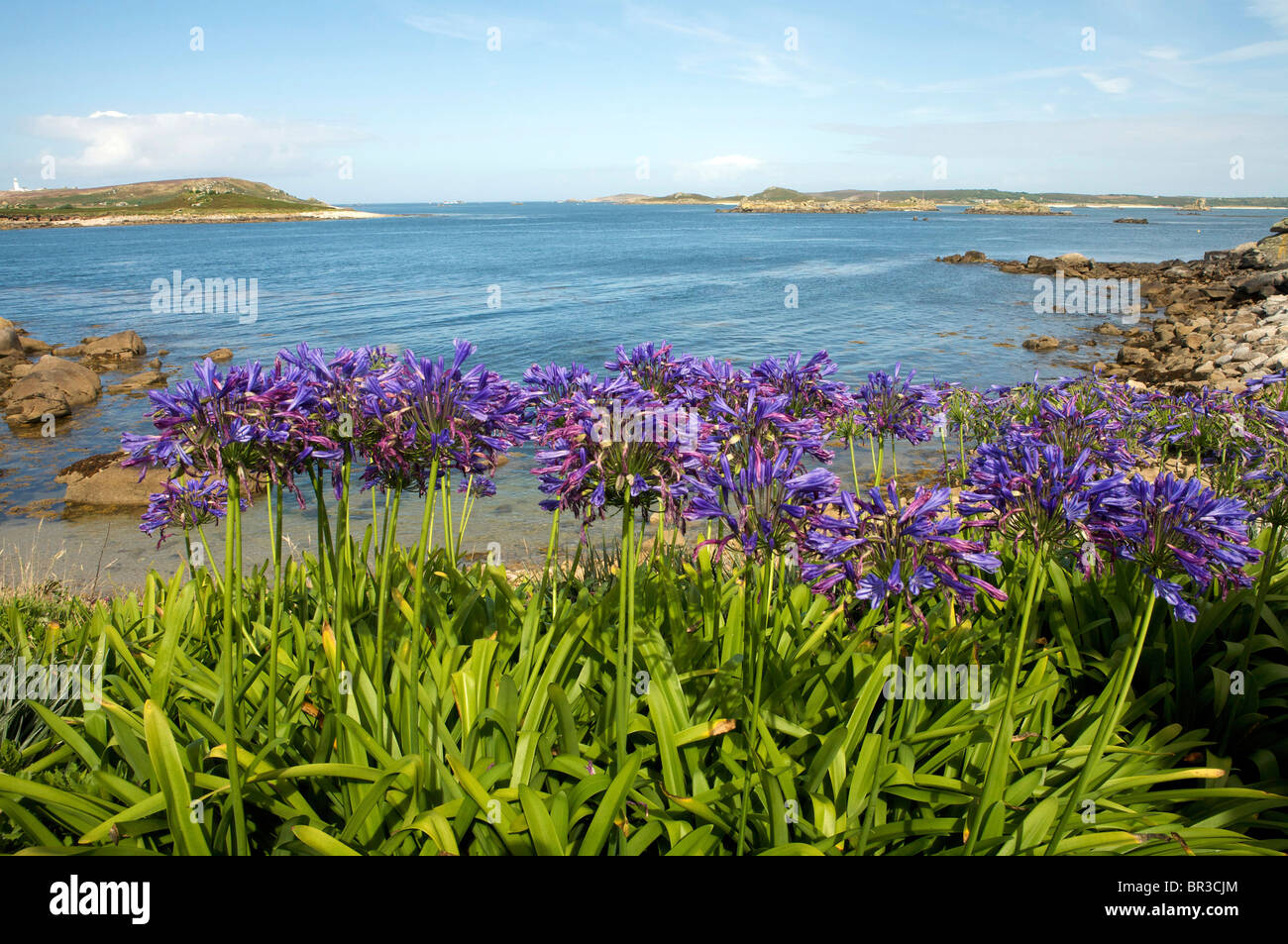 Wild Agapanthus plants on Tresco Isles of Scilly Stock Photo - Alamy