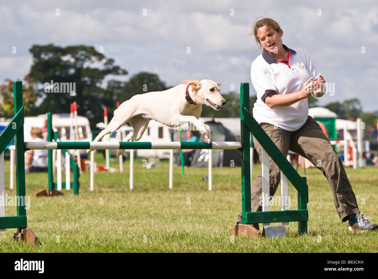 dogs competing in an agility competition Stock Photo - Alamy