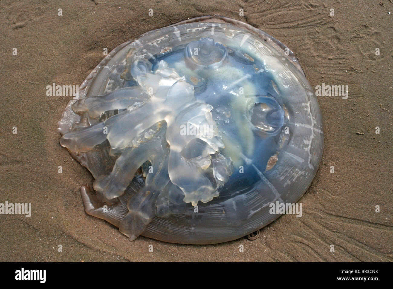 Jellyfish on seashore species rhizostoma hi-res stock photography and ...