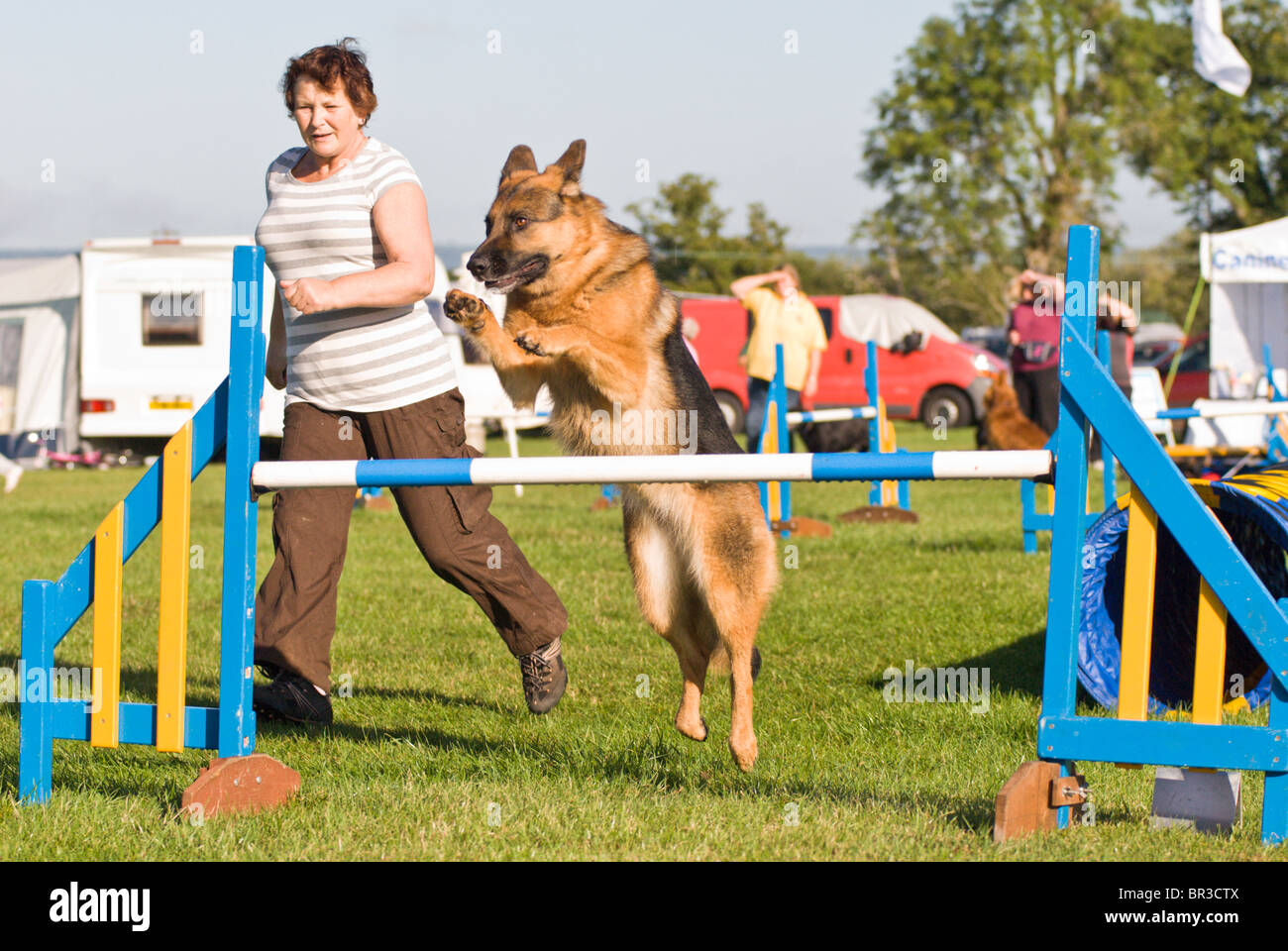 dogs competing in an agility competition Stock Photo - Alamy