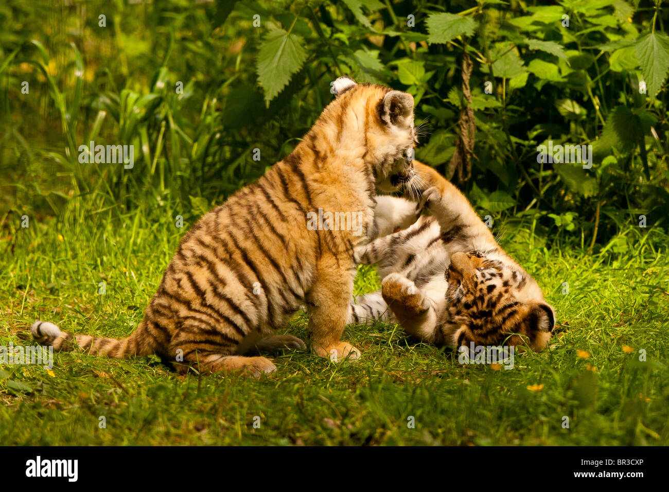 Two Siberian/Amur Tiger Cubs Playing Stock Photo - Alamy
