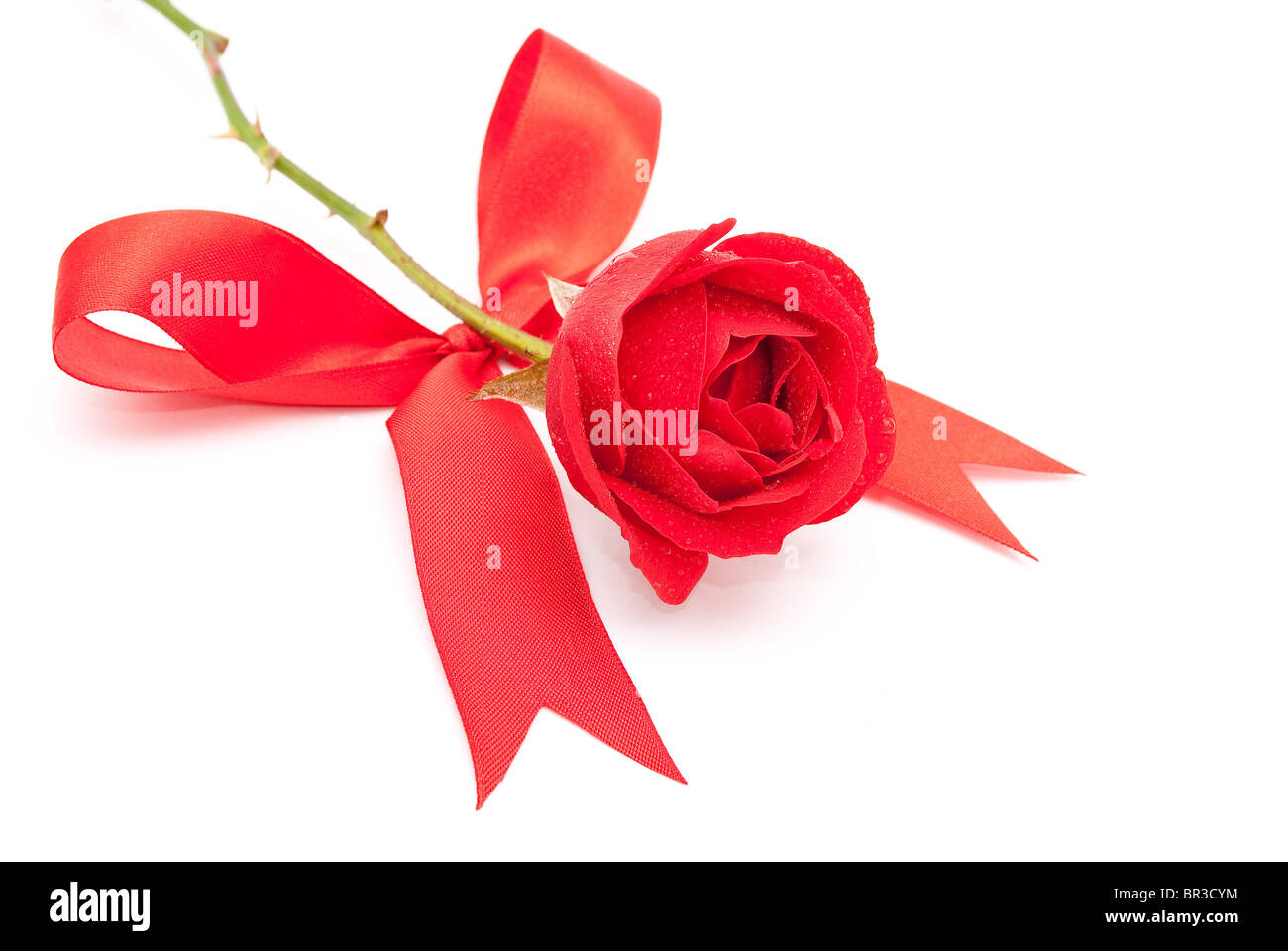 Red rose with bow Stock Photo - Alamy