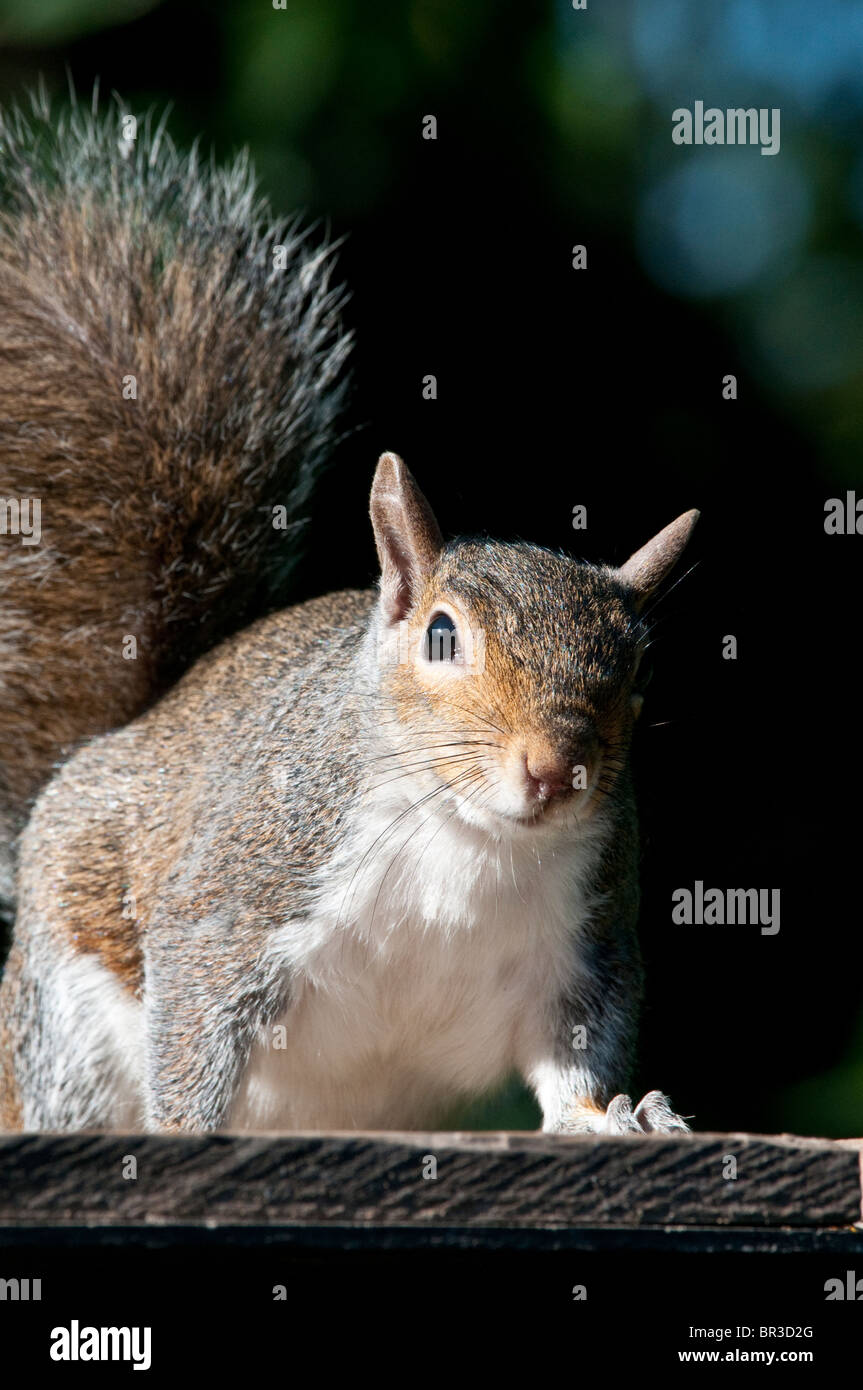 Grey squirrel startled on bird table Stock Photo - Alamy