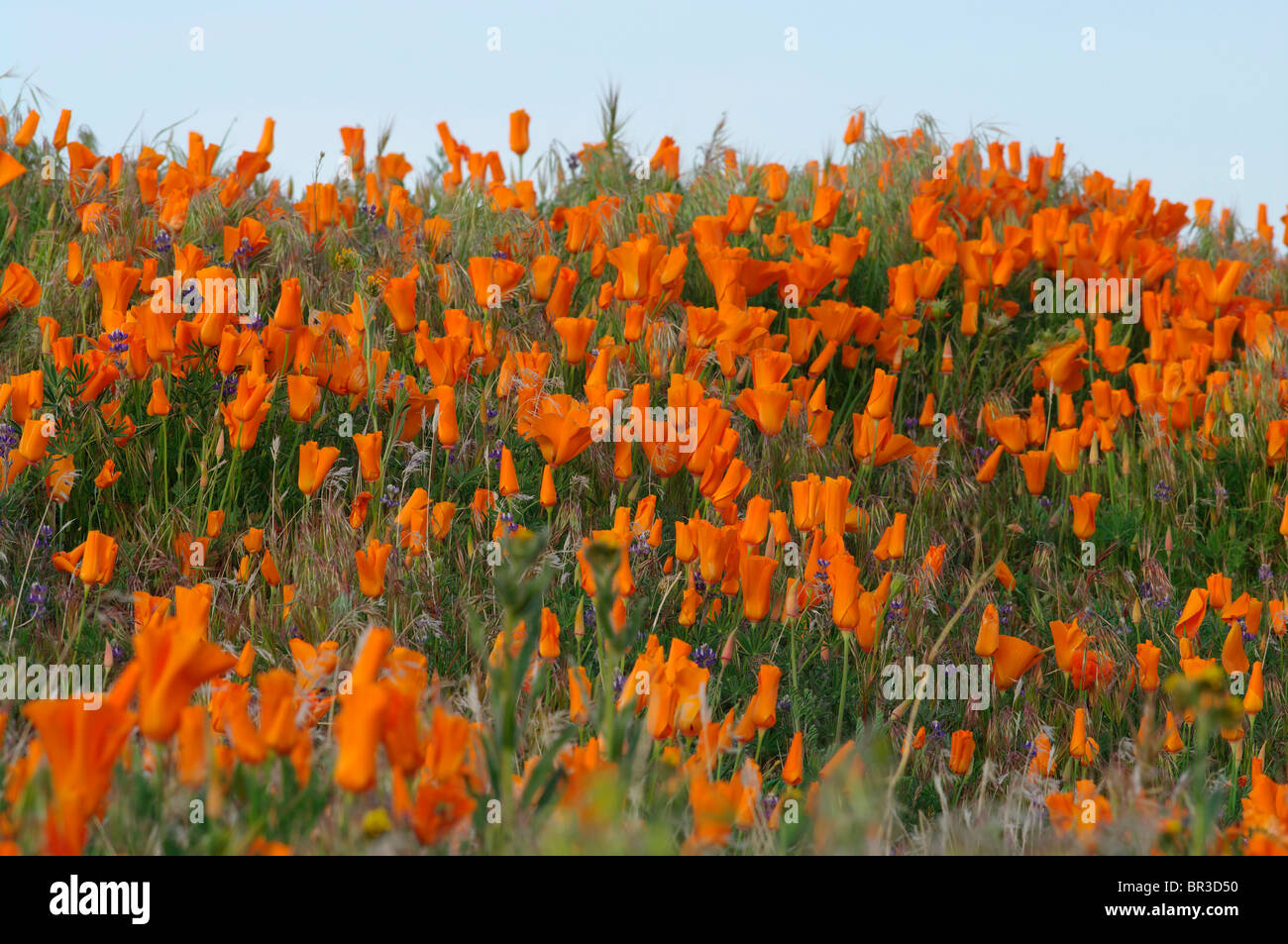 Wild poppies at the Antelope Valley California Poppy Reserve ...