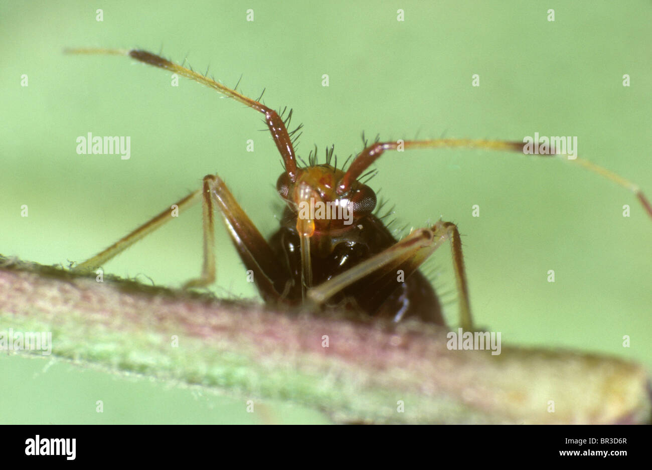Predator of mites and aphids hi-res stock photography and images - Alamy