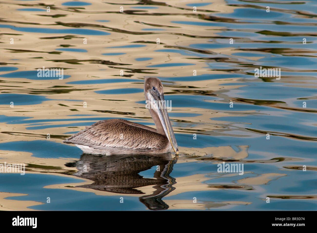 Photography of pelican hi-res stock photography and images - Alamy