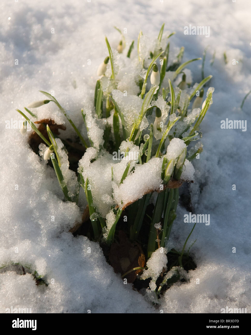 Snowdrops sunshine hi-res stock photography and images - Alamy
