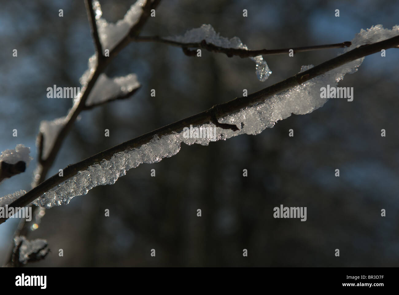 Ice hanging on branch of tree Stock Photo - Alamy